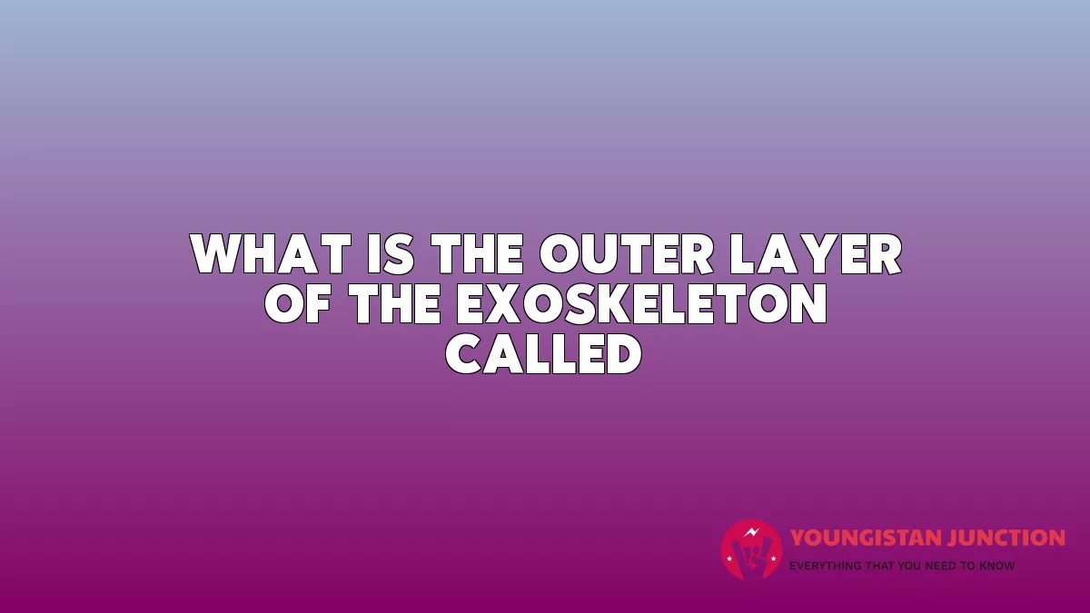 What is the outer layer of the exoskeleton called? - YoungistanJunction.Com