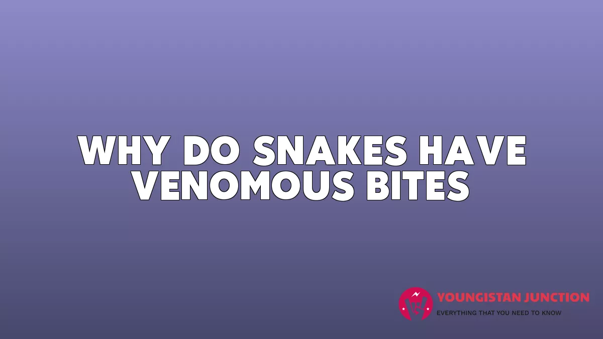 Why do snakes have venomous bites? - YoungistanJunction.Com