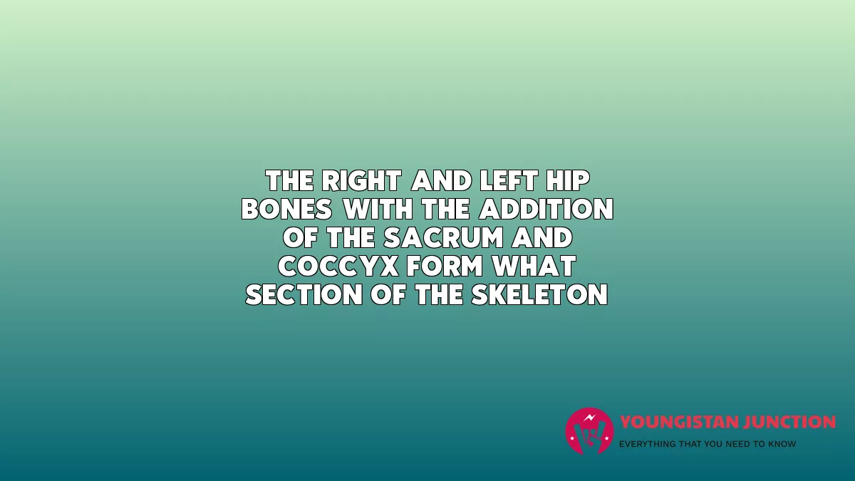 The right and left hip bones, with the addition of the sacrum and ...
